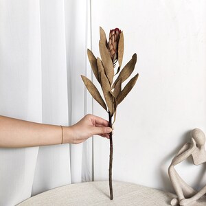 1/2/5 Dried Robin Protea Princess Flower，natural Protea Flower，dried ...