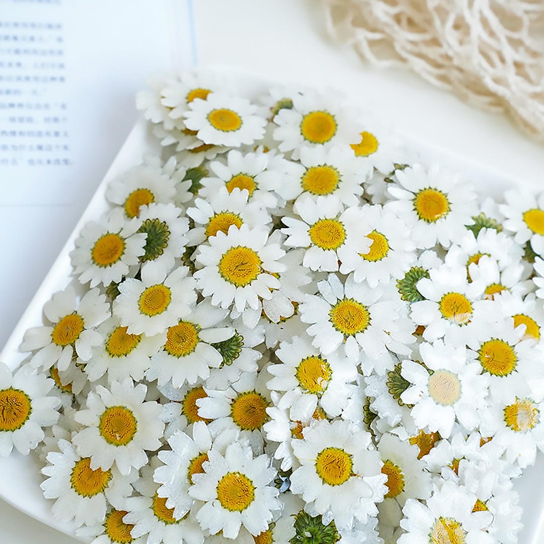 Real Resin Daisy Petal,natural White Daisy Flower ,DIY Flower Supply ...