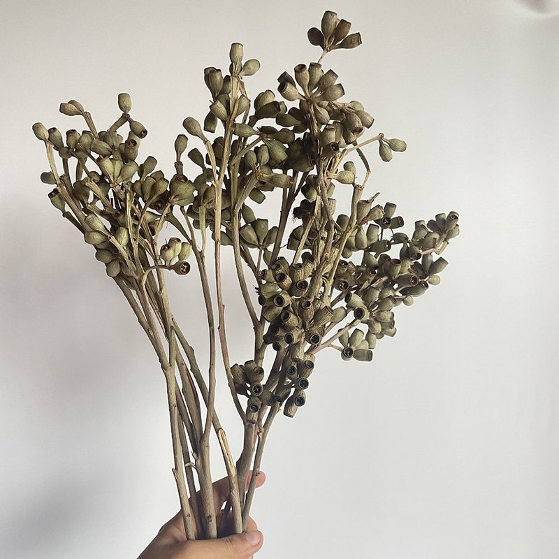 Dried Plants - Etsy