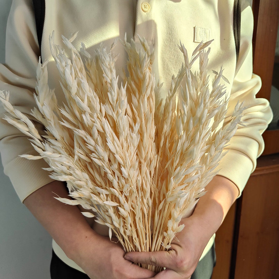 White Oat Grass Buch，50 Sticks，natural Dried Oat Grass Bunch、dried ...