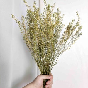 Dried Mini Lepidium Bunchnatural Thlaspi Bouquetdried Flowers ...