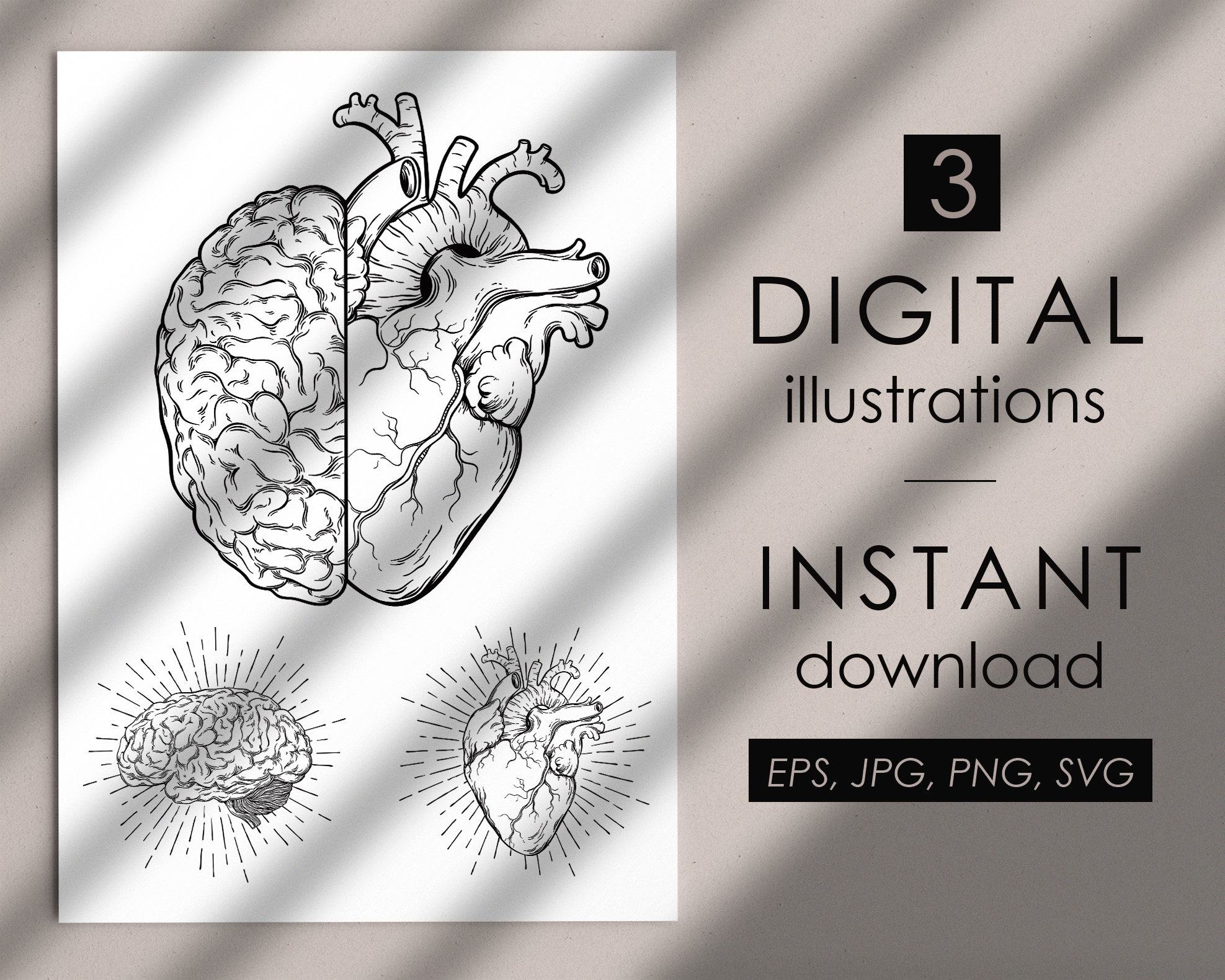 Human Heart and Brain Digital Illustrations, Designs in Antique Etching ...