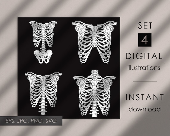 Skeleton Ribcage Digital Clipart Thorax X-ray Ribs Halloween | Etsy