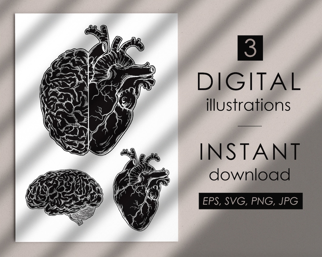 Human Heart and Brain Digital Illustrations, Designs in Black Ink ...