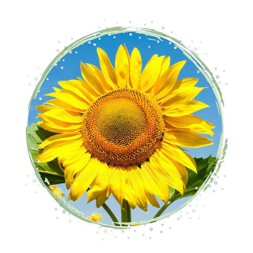 Sunfill Green Sunflower Seeds 10 Seeds New 2020 | Etsy