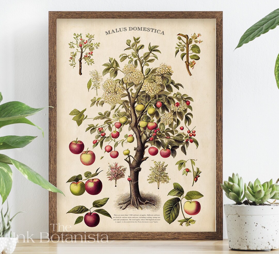 Vintage Apple Tree Print, Fruit Poster, Botanical Poster, Kitchen Wall ...