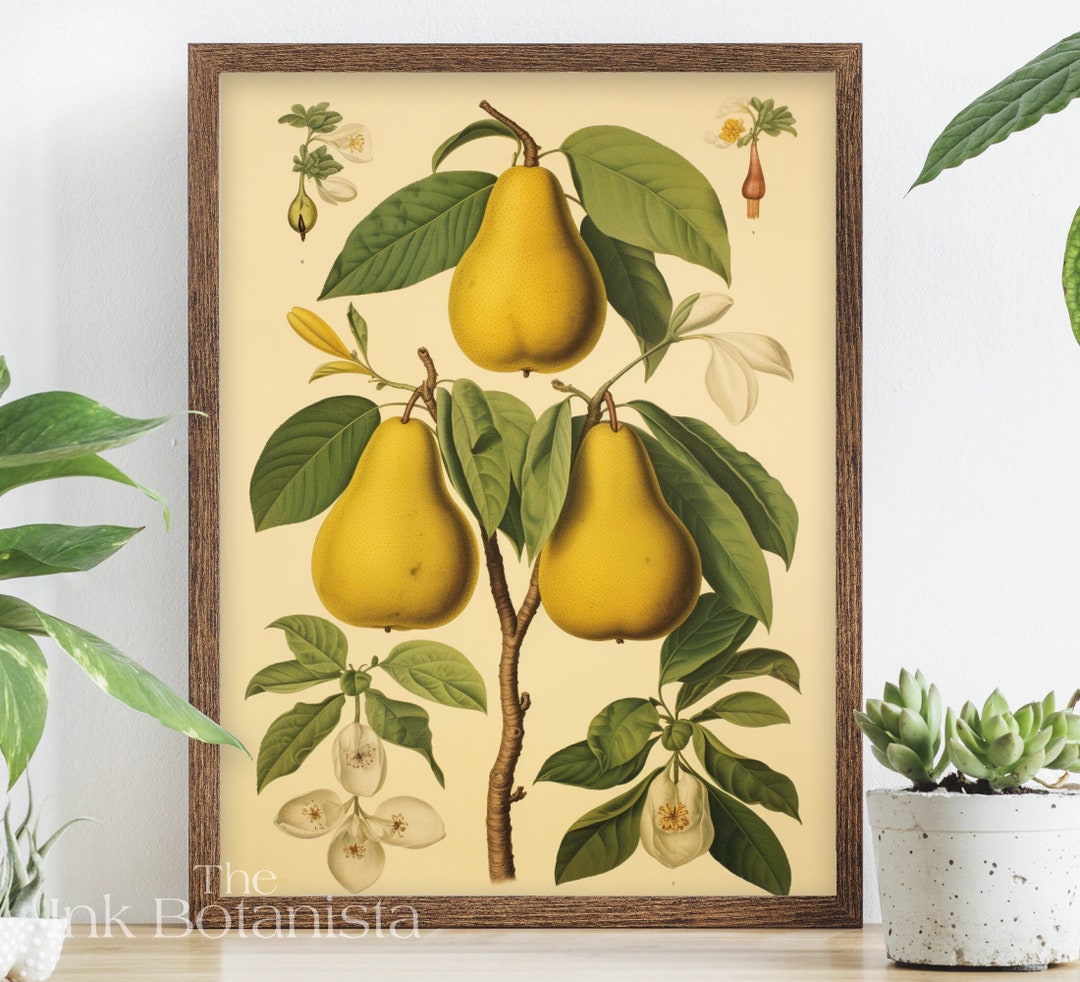 Vintage Pear Print, Fruit Poster, Botanical Poster, Kitchen Wall Art ...