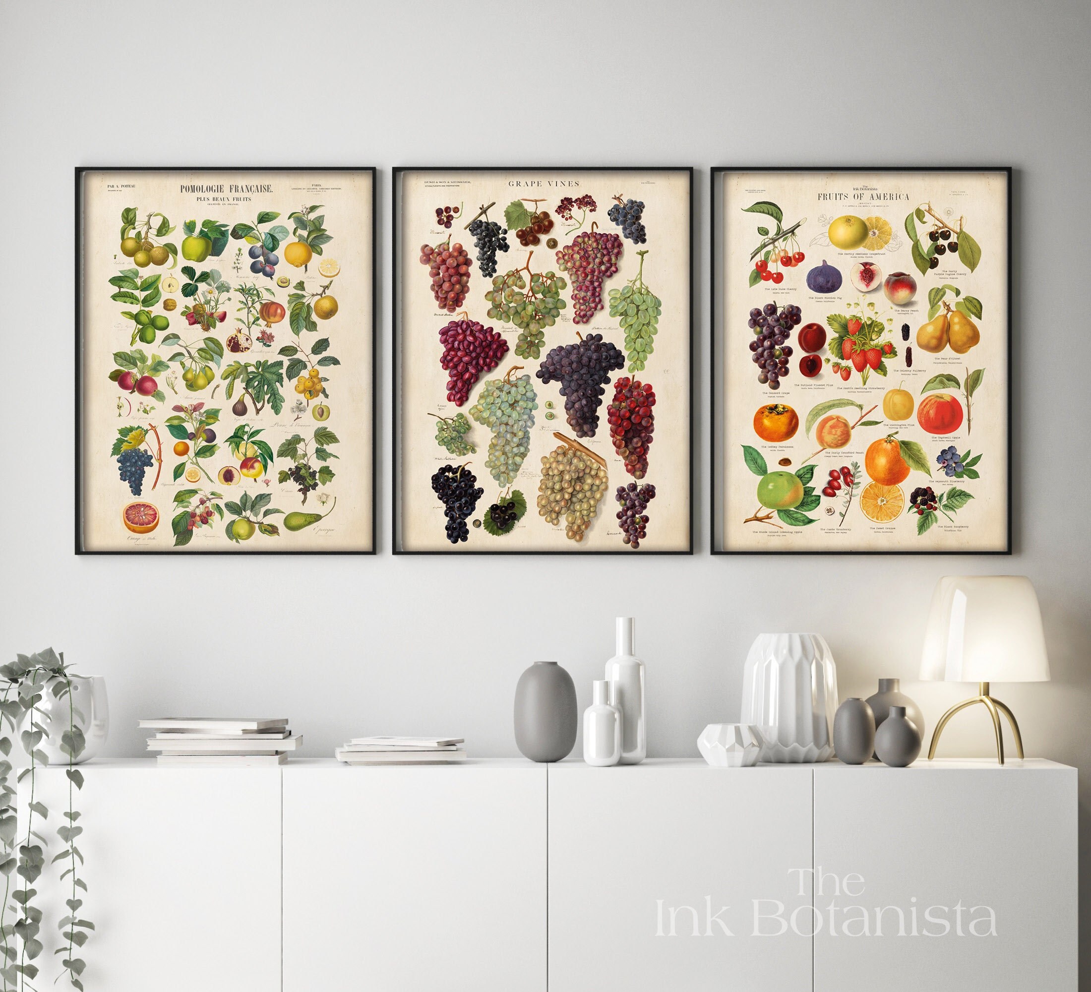 Vintage Grape Types Chart, Grape Vines Print, Wine Making Gift, Winery ...