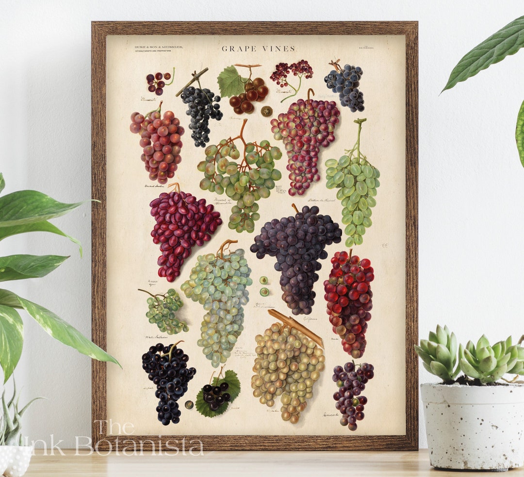 Vintage Grape Types Chart, Grape Vines Print, Wine Making Gift, Winery ...