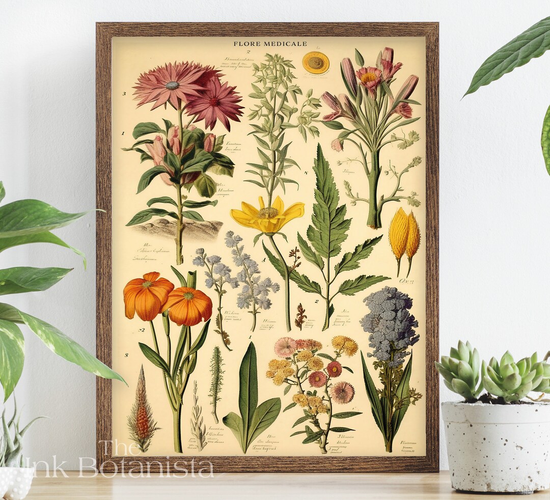 Medicinal Plants Print, Herbs Chart Poster, Medical Plant Types Print ...