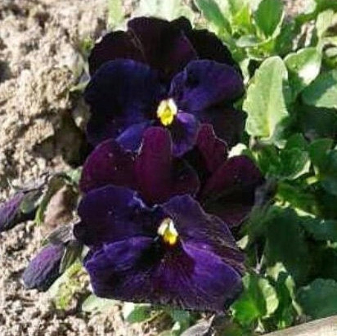 50 Rare Organic Seeds Black Pansy Violet Viola Wittrockiana | Etsy