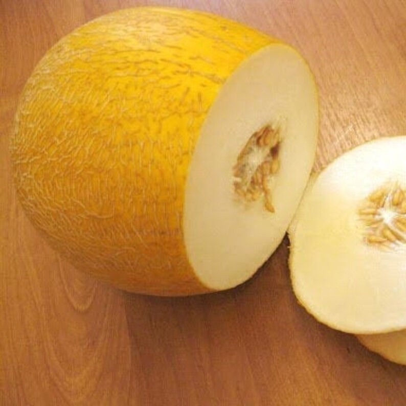 50 RARE MELON Seeds Kolkhoznitsa Ukraine Heirloom Vegetable | Etsy