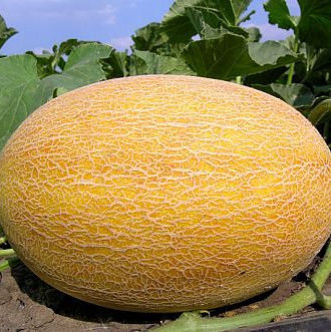 50 RARE MELON Seeds Kolkhoznitsa Ukraine Heirloom Vegetable | Etsy