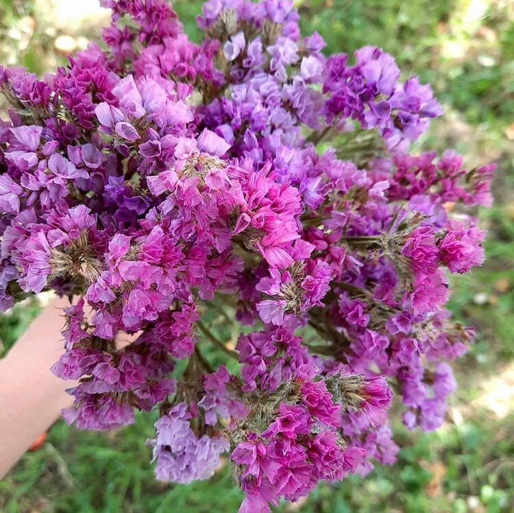 40 Pink Limonium Seeds Popular Dried for Winter Bouquets | Etsy