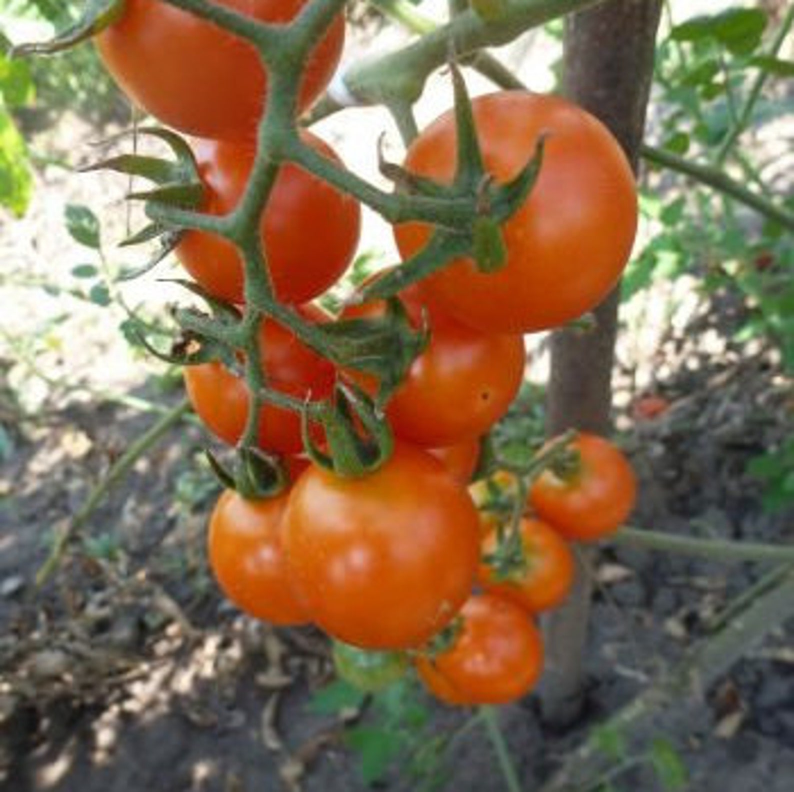 40 graines de tomates rares Orange Heirloom Ukraine Gros | Etsy