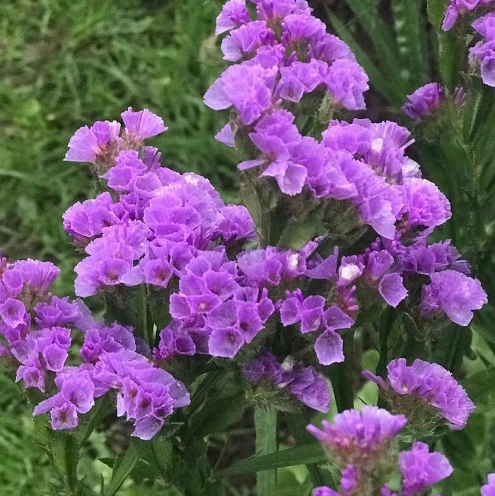 40 Purple Limonium Seeds Popular Dried for Winter Bouquets | Etsy