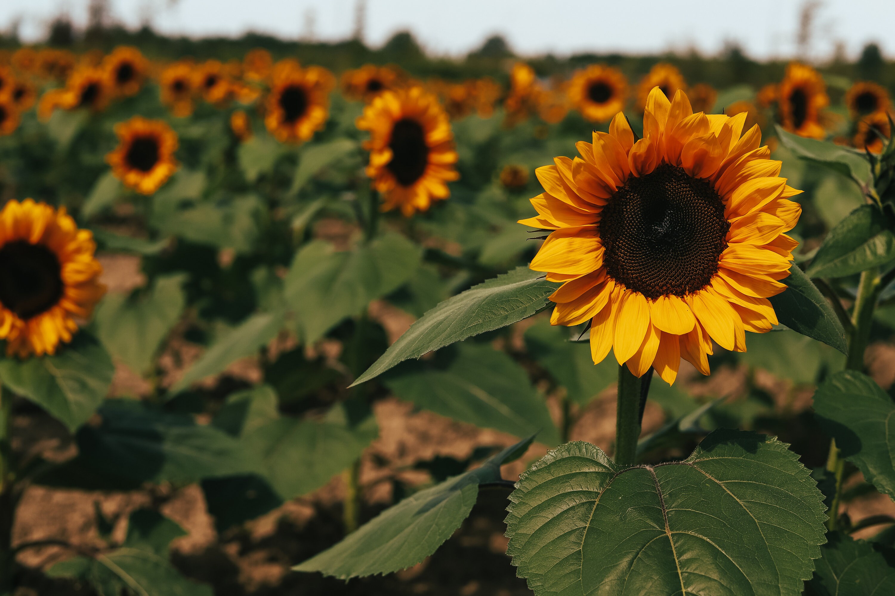 Sunflower Prints Pack - Flower Photography - Wall Art - Floral Wall Art ...