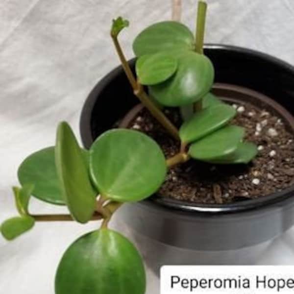 Peperomia Hope Plant - Etsy