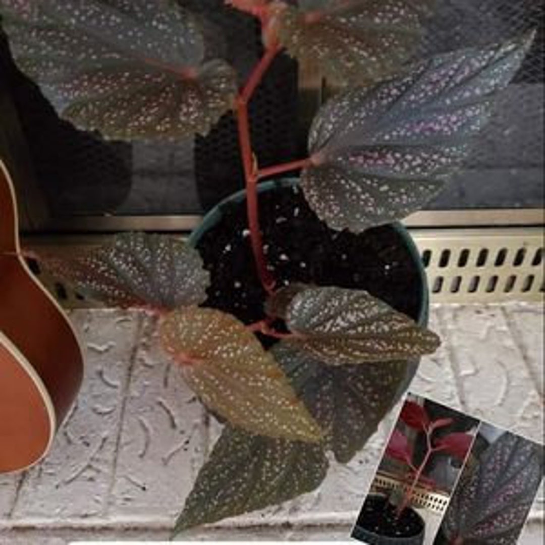 Begonia Miss Mummy - Etsy