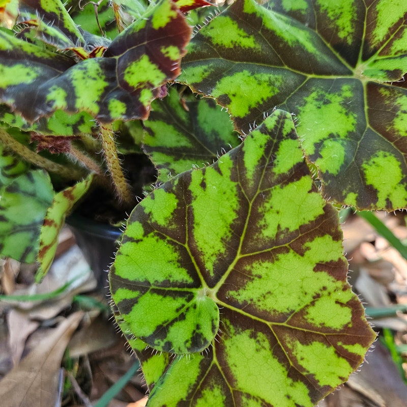 Rex Begonia - Etsy