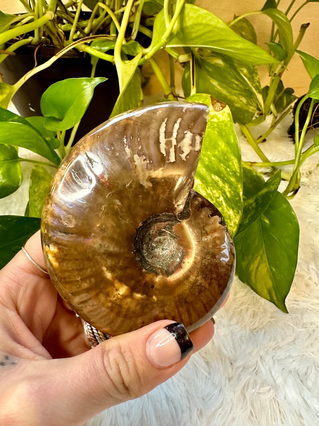 Opalized Ammonite - Ammolite - Ancient Snail - Kundalini - Physical ...