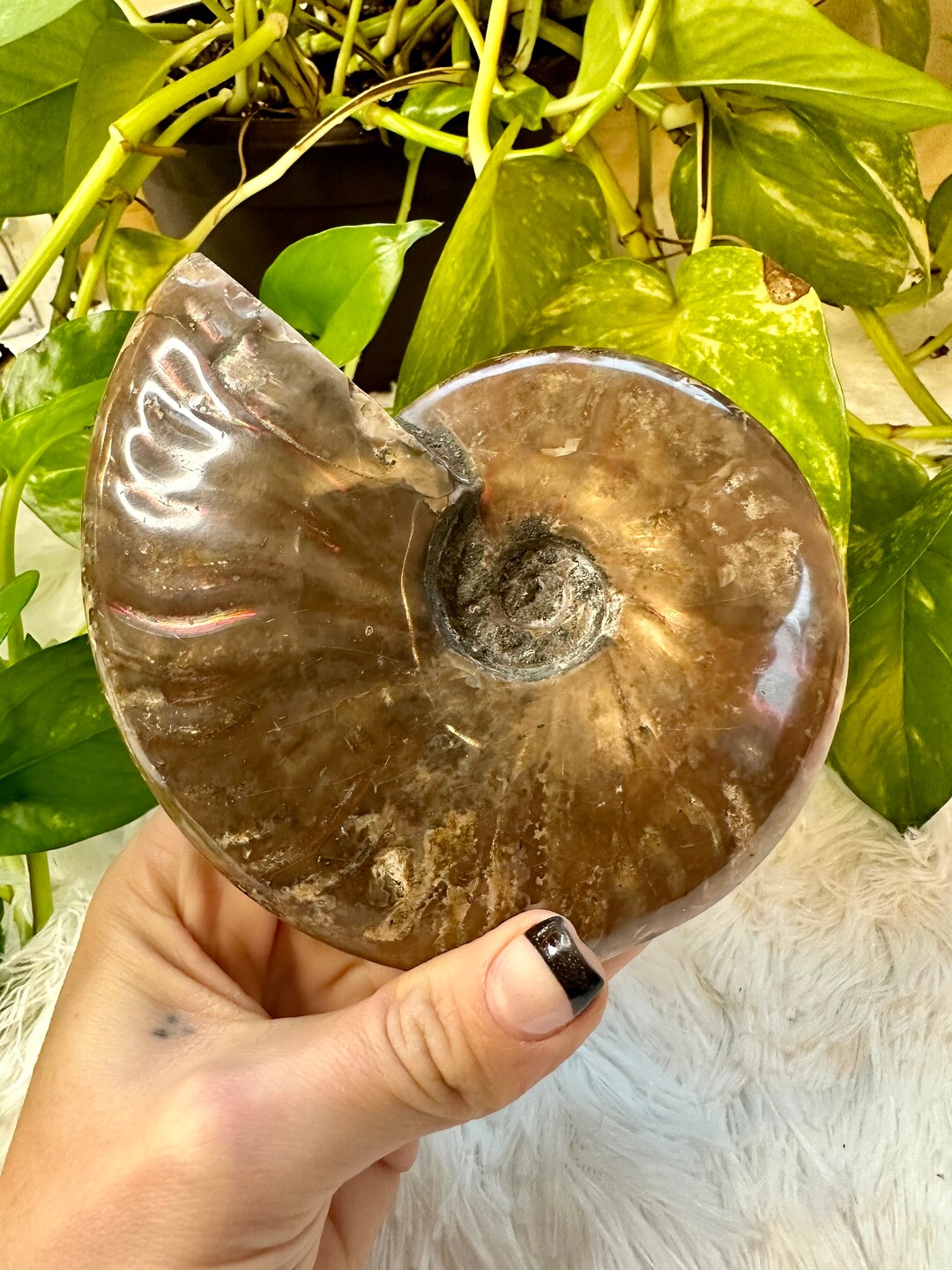 Opalized Ammonite - Ammolite - Ancient Snail - Kundalini - Physical ...