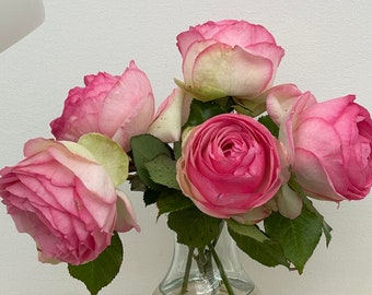 Live Plant Eden Climbing Rose Pierre De Ronsard Light Pink and Creamy ...