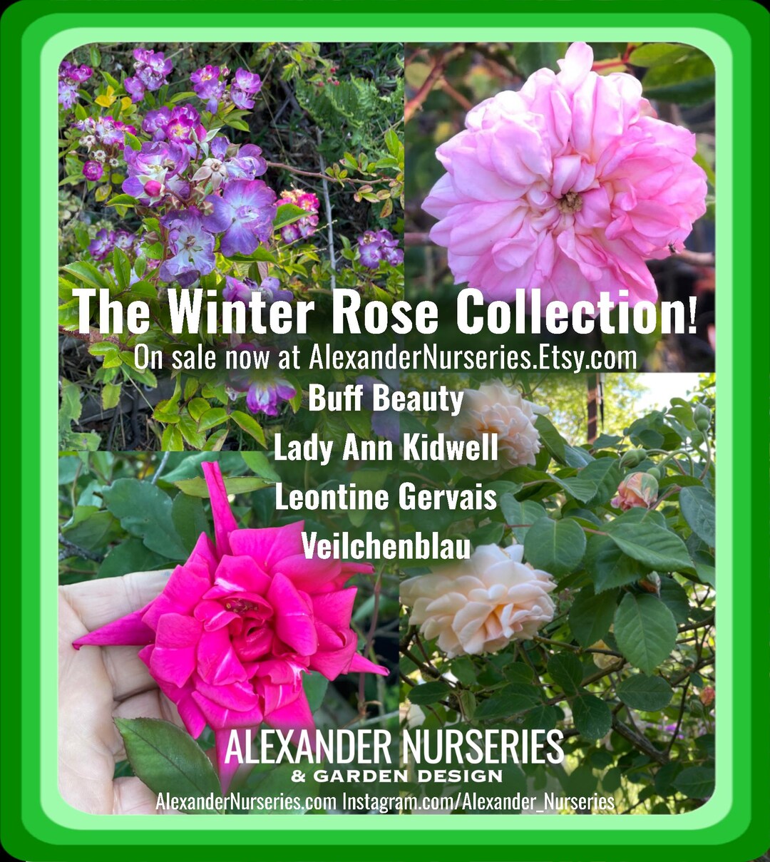 The Winter Rose Collection (four 2 Inch Bands) Free Shipping! - Etsy