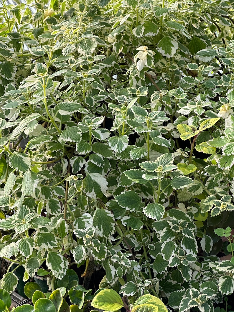 Plectranthus Madagascariensis "variegated Mint Leaf" - Etsy