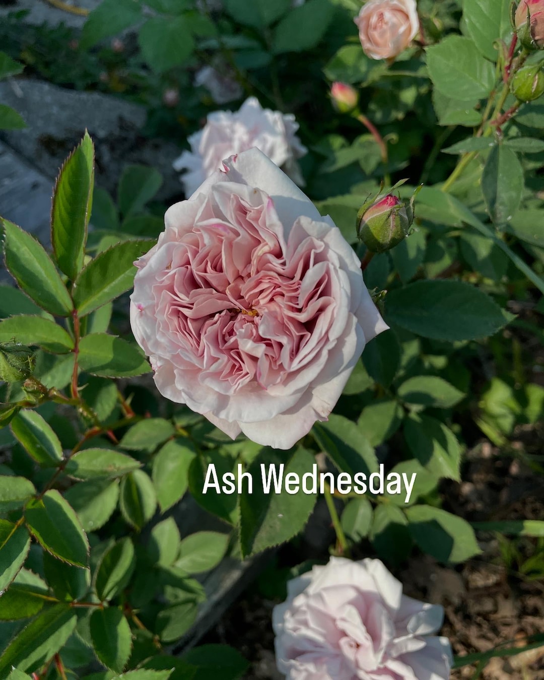 Rosa - Ash Wednesday - Etsy