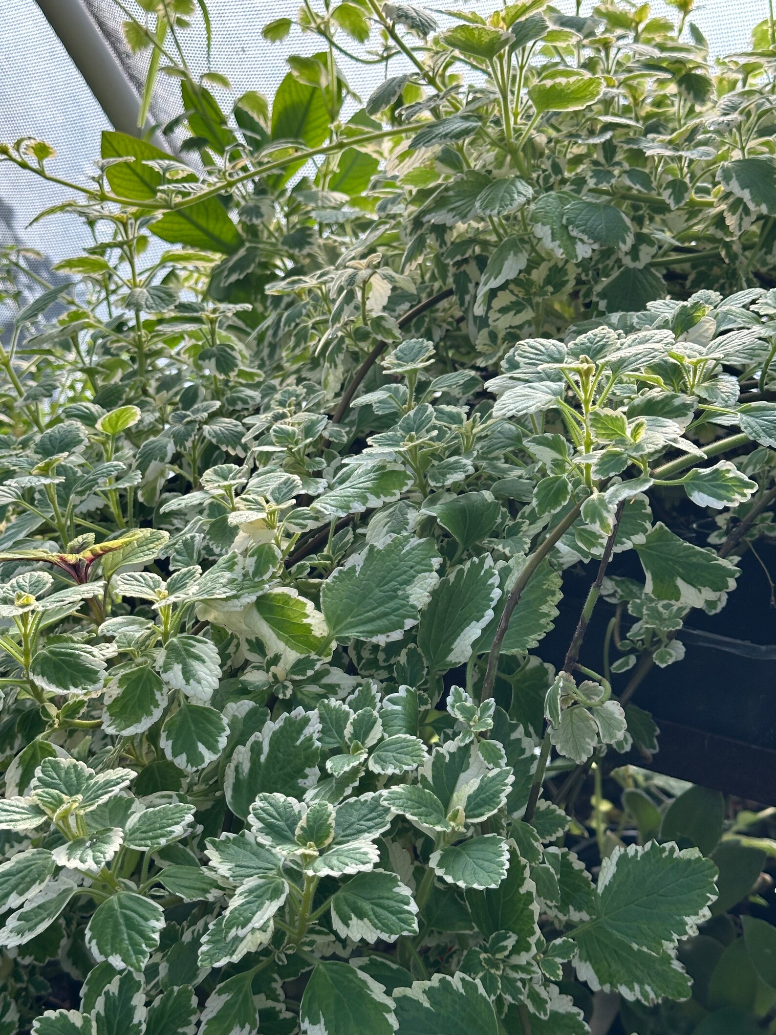 Plectranthus Madagascariensis "variegated Mint Leaf" - Etsy