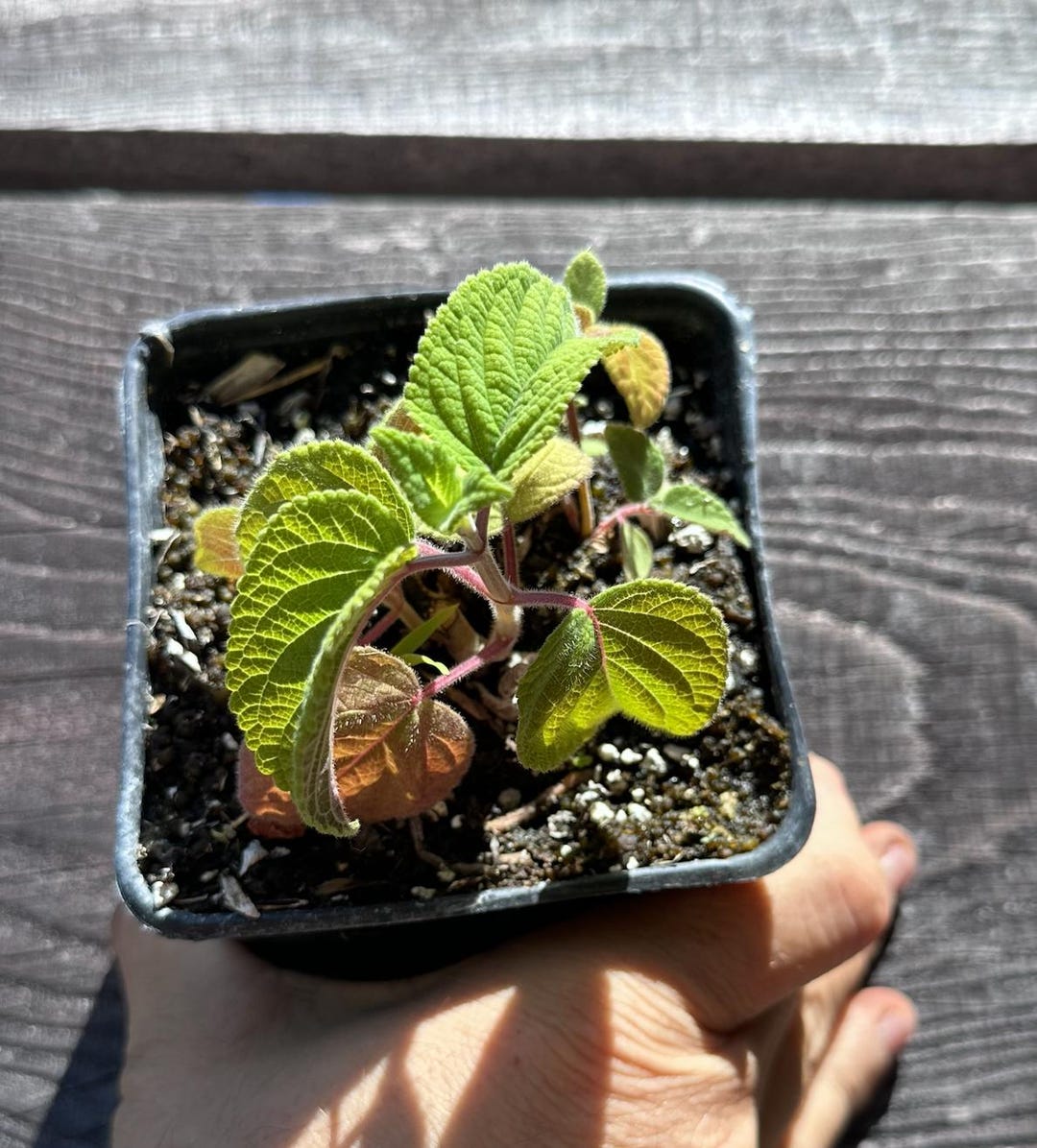 Salvia Involucrata 'bethellii' rosy-leaf Sage - Etsy