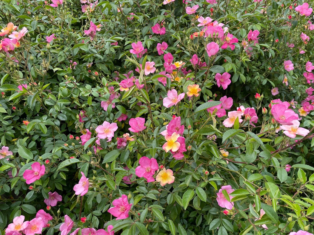 Rosa - Plaisanterie (5 Gallon Bareroot) - Etsy