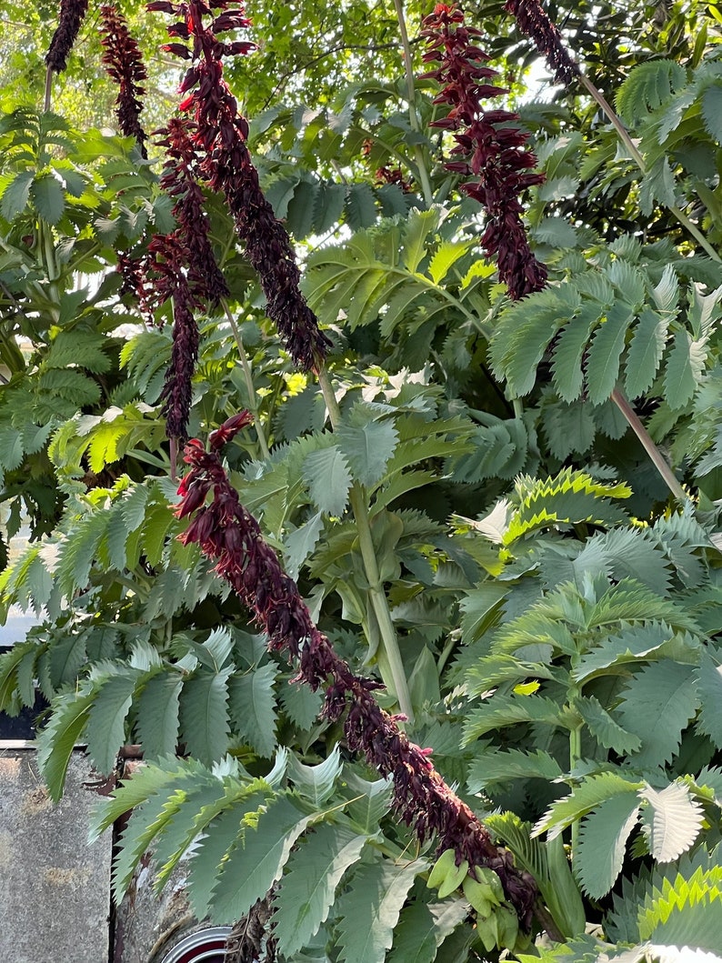 Melianthus Major (aka) Honey Bush - Etsy