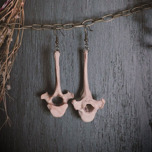 Coyote Vertebrae - Etsy