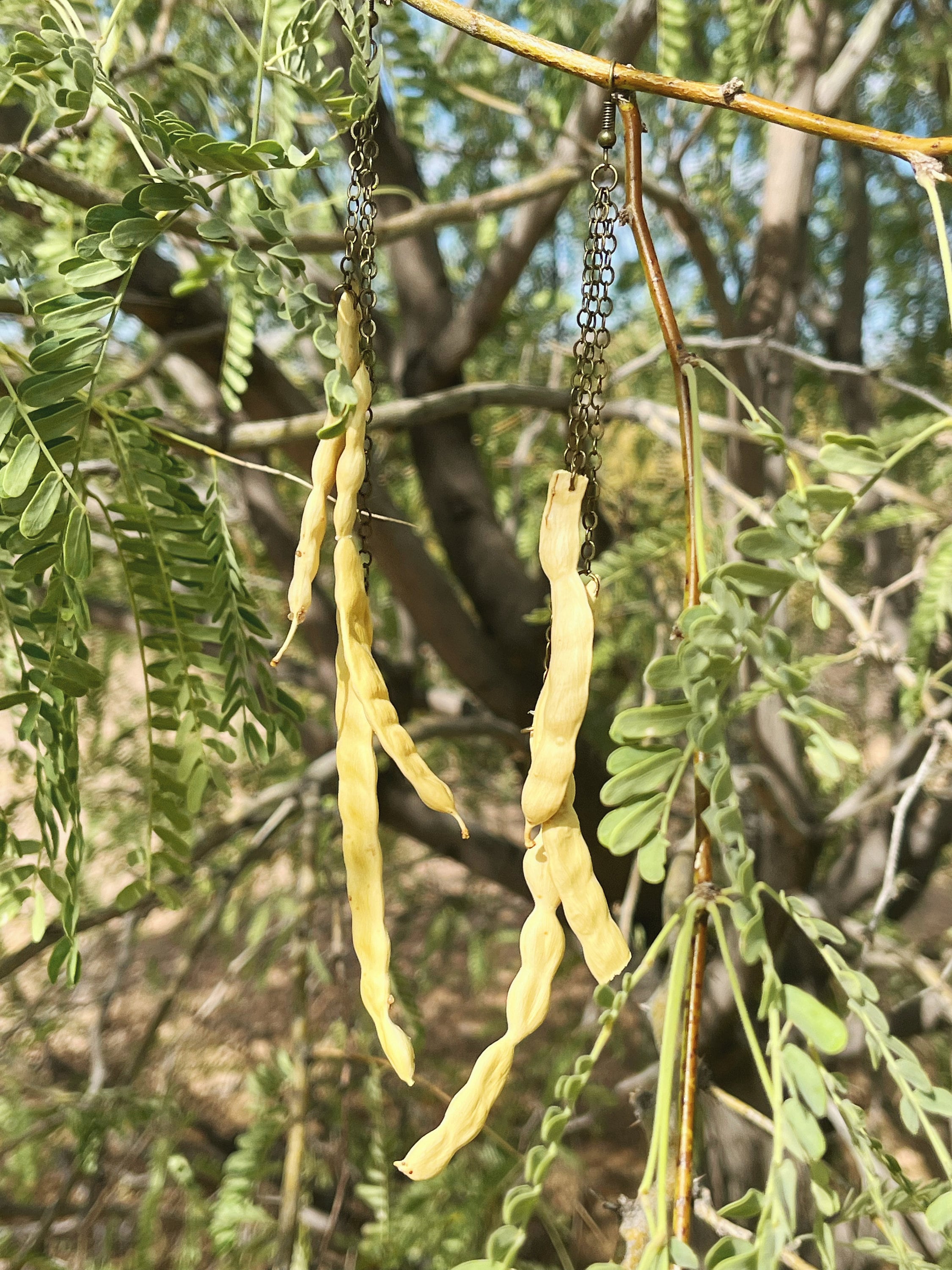 Native Mesquite Tree Art