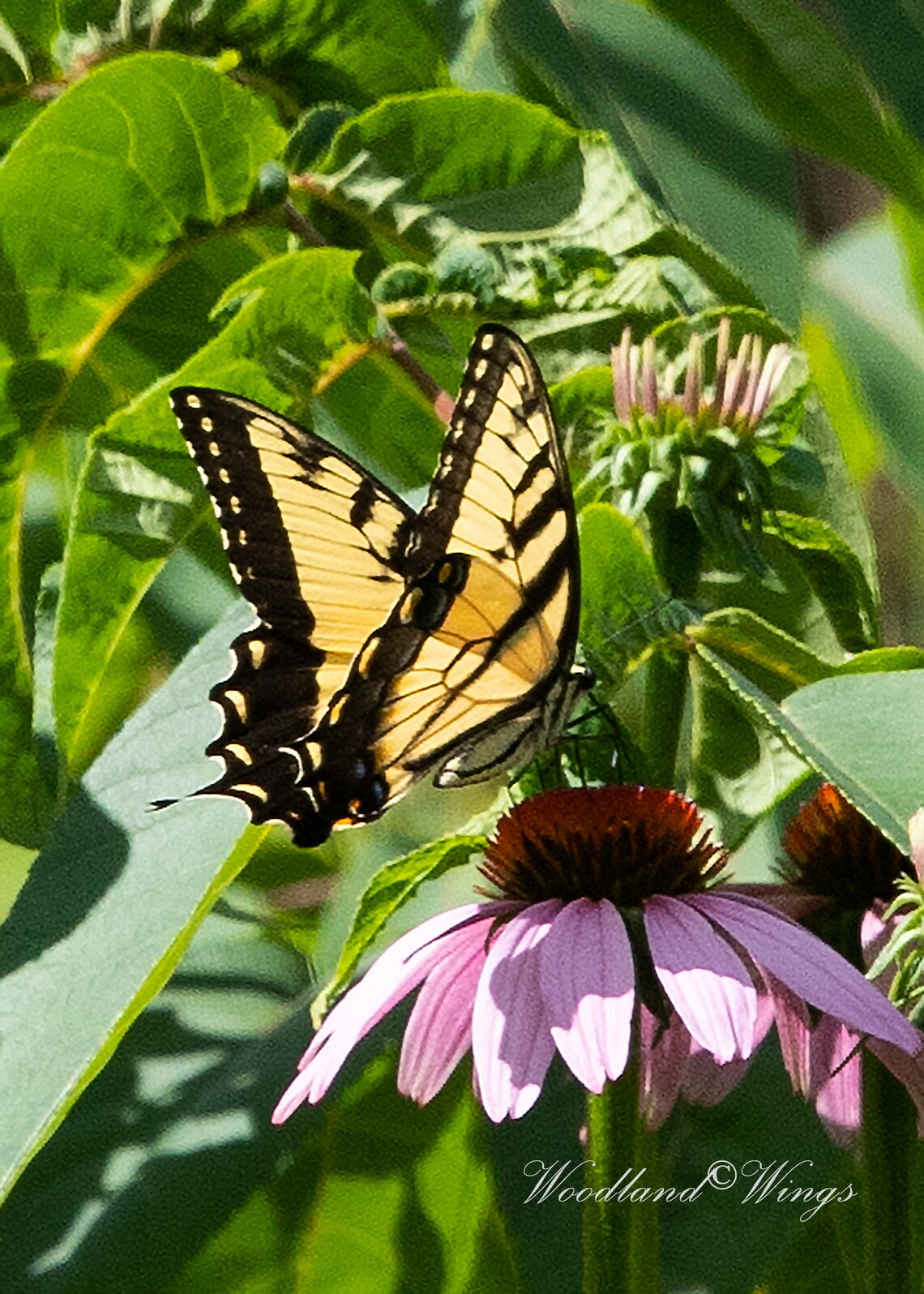 A Beautiful Eastern Tiger Swallowtail Butterfly on a Cone Flower - Etsy