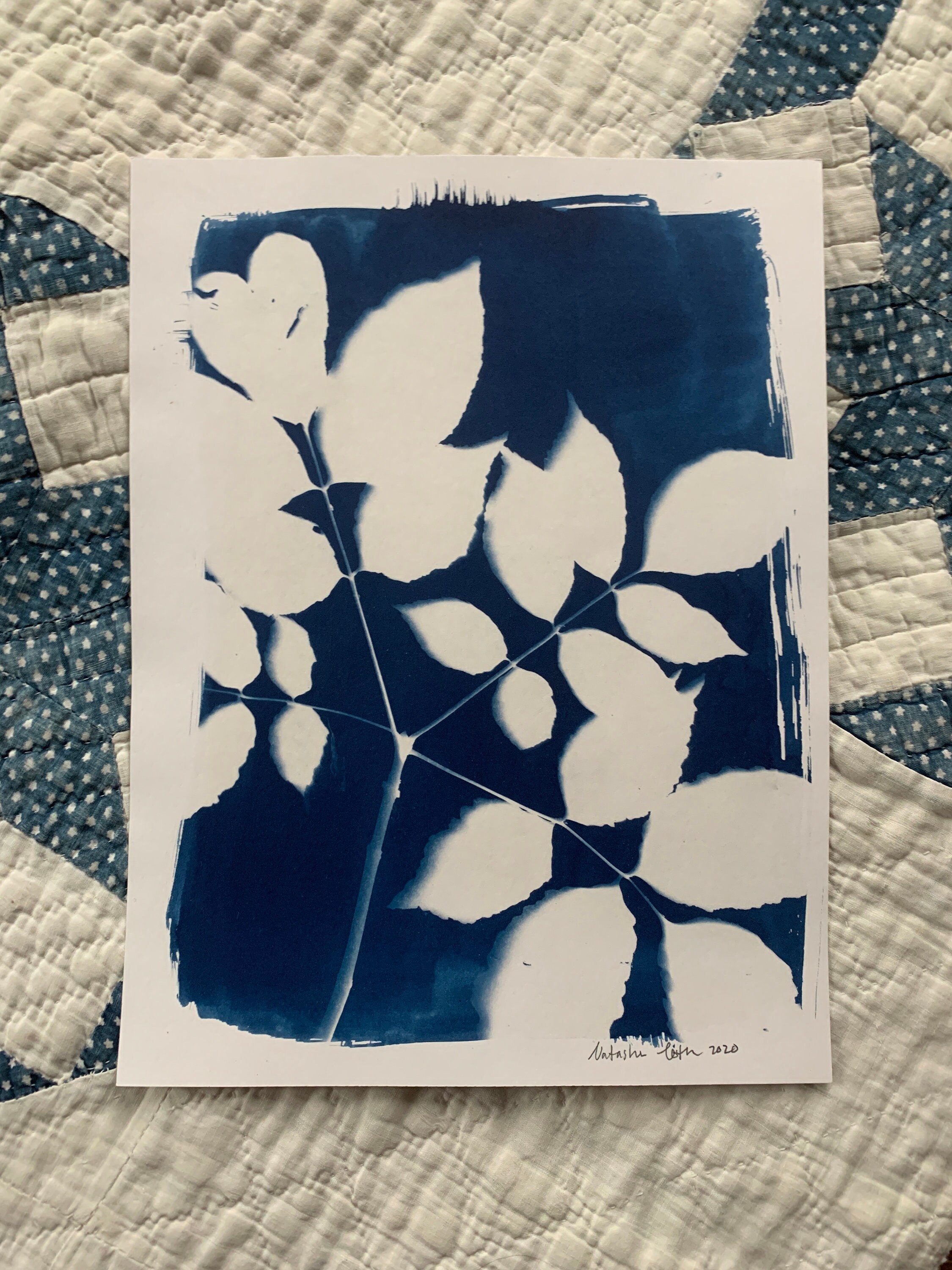 Cyanotype Print, Blue Botanical Art, Cyanotype Art Sunprint, Plant ...