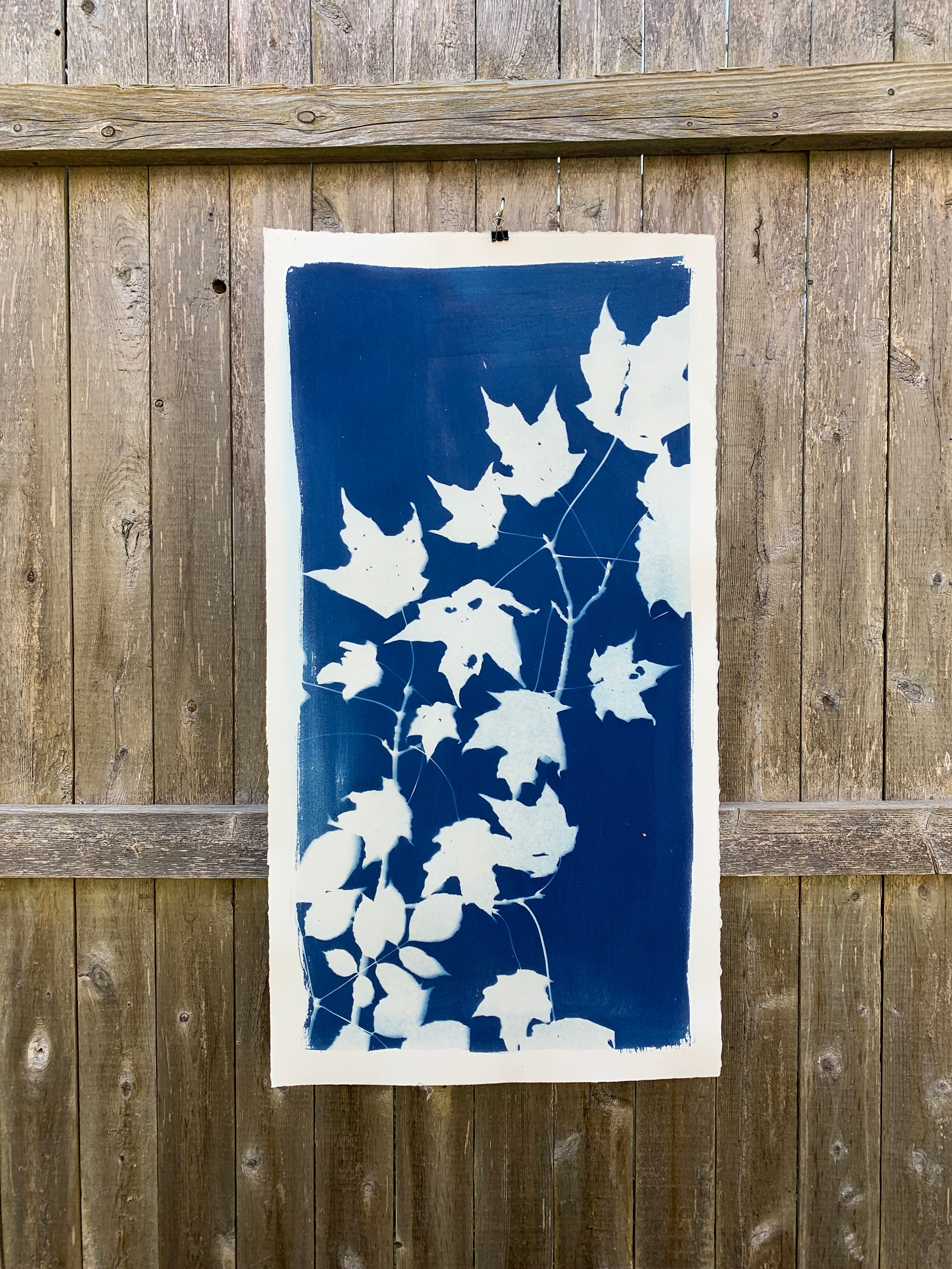 Cyanotype Print Blue Botanical Art Cyanotype Art Sunprint | Etsy