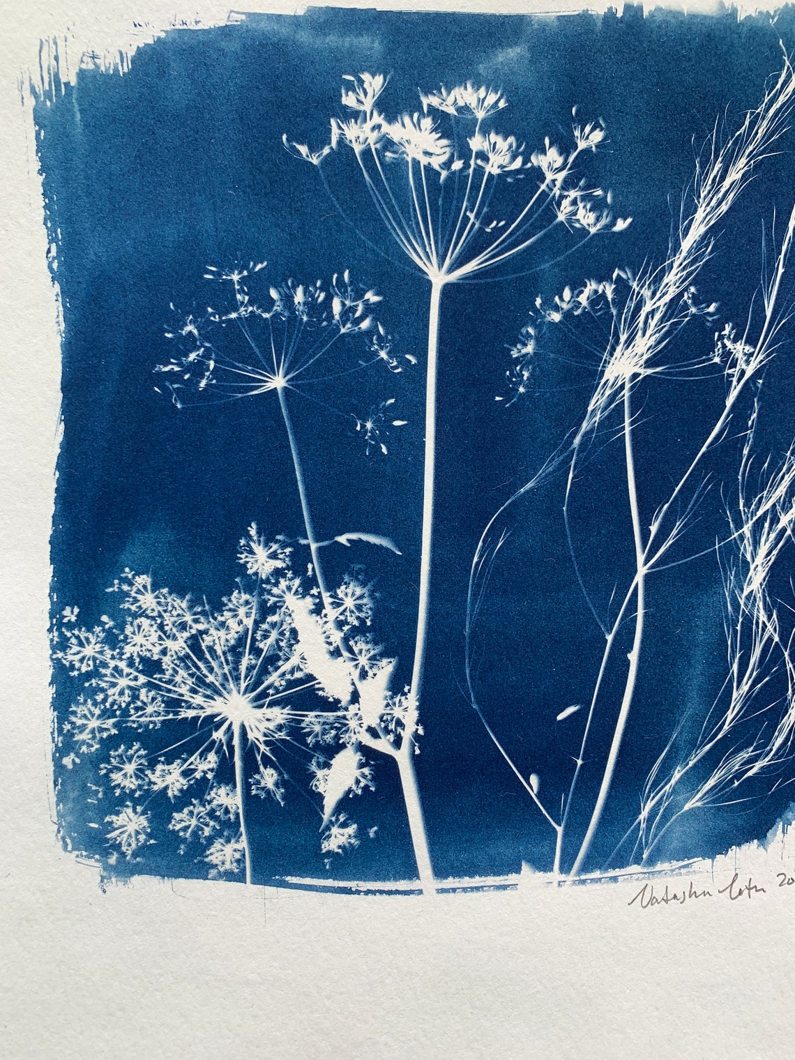 Impression cyanotype Art botanique bleu Empreinte solaire | Etsy