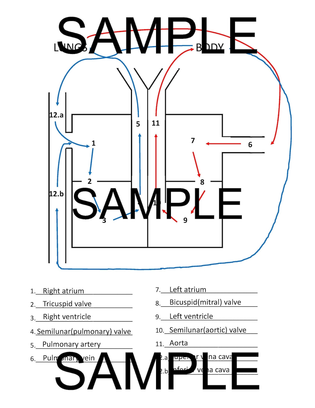 Heart Anatomy Study Diagram Template With Blank AND Filled in Versions ...