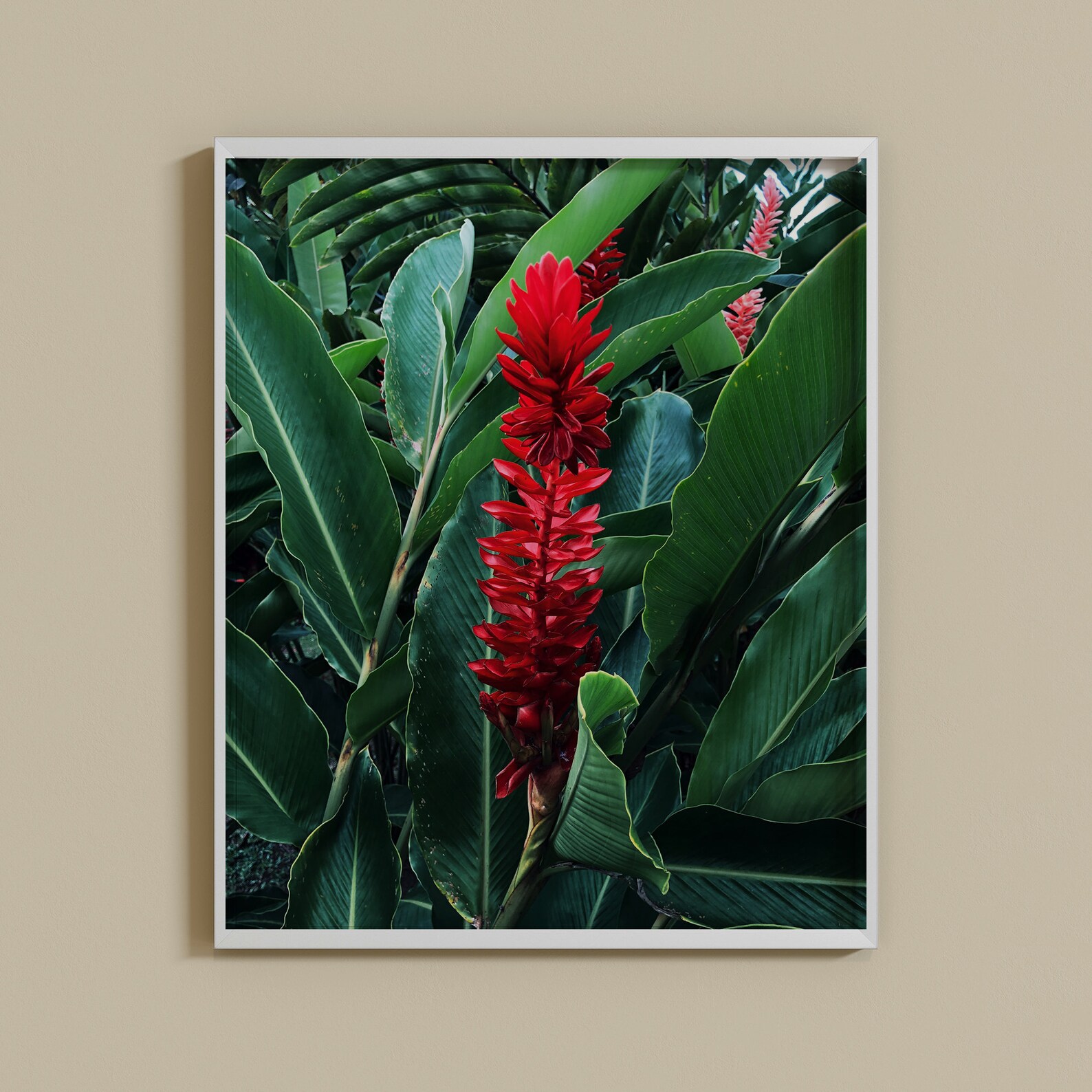 Tropical Plant Digital Print, Costa Rica Digital Print, Red Ginger ...