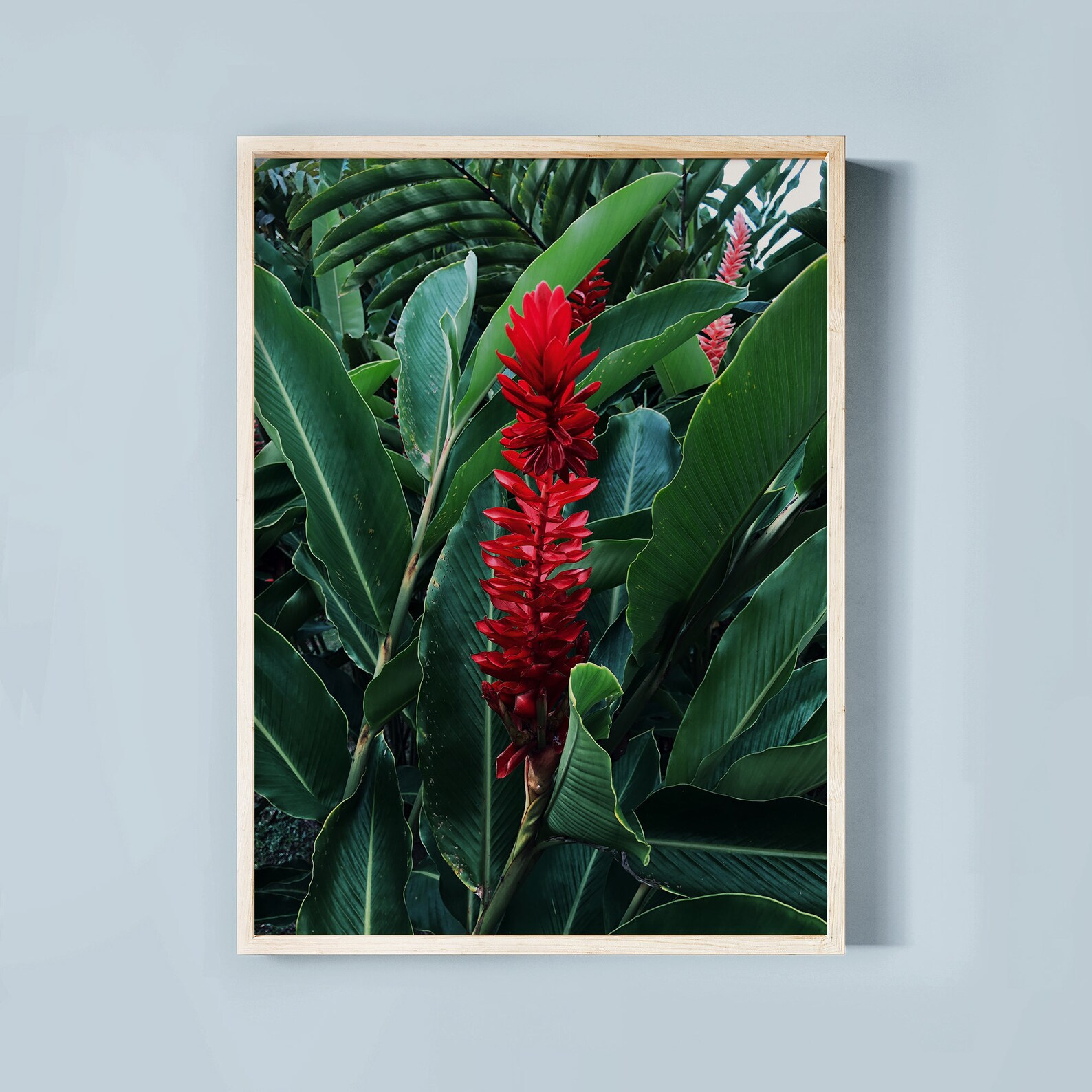Tropical Plant Digital Print, Costa Rica Digital Print, Red Ginger ...