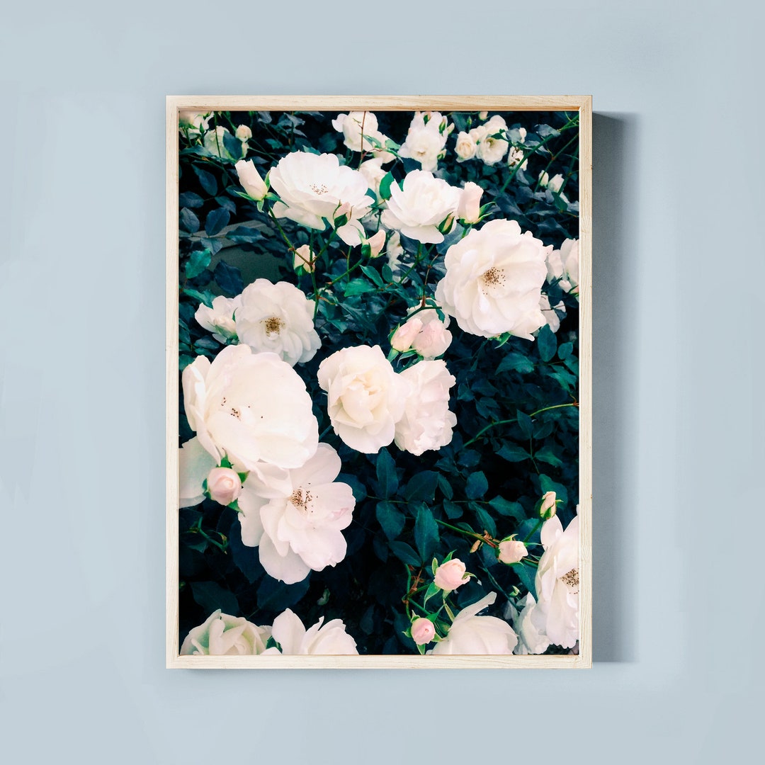 Roses Digital Print, Rose Garden Wall Art, White Roses Photo ...
