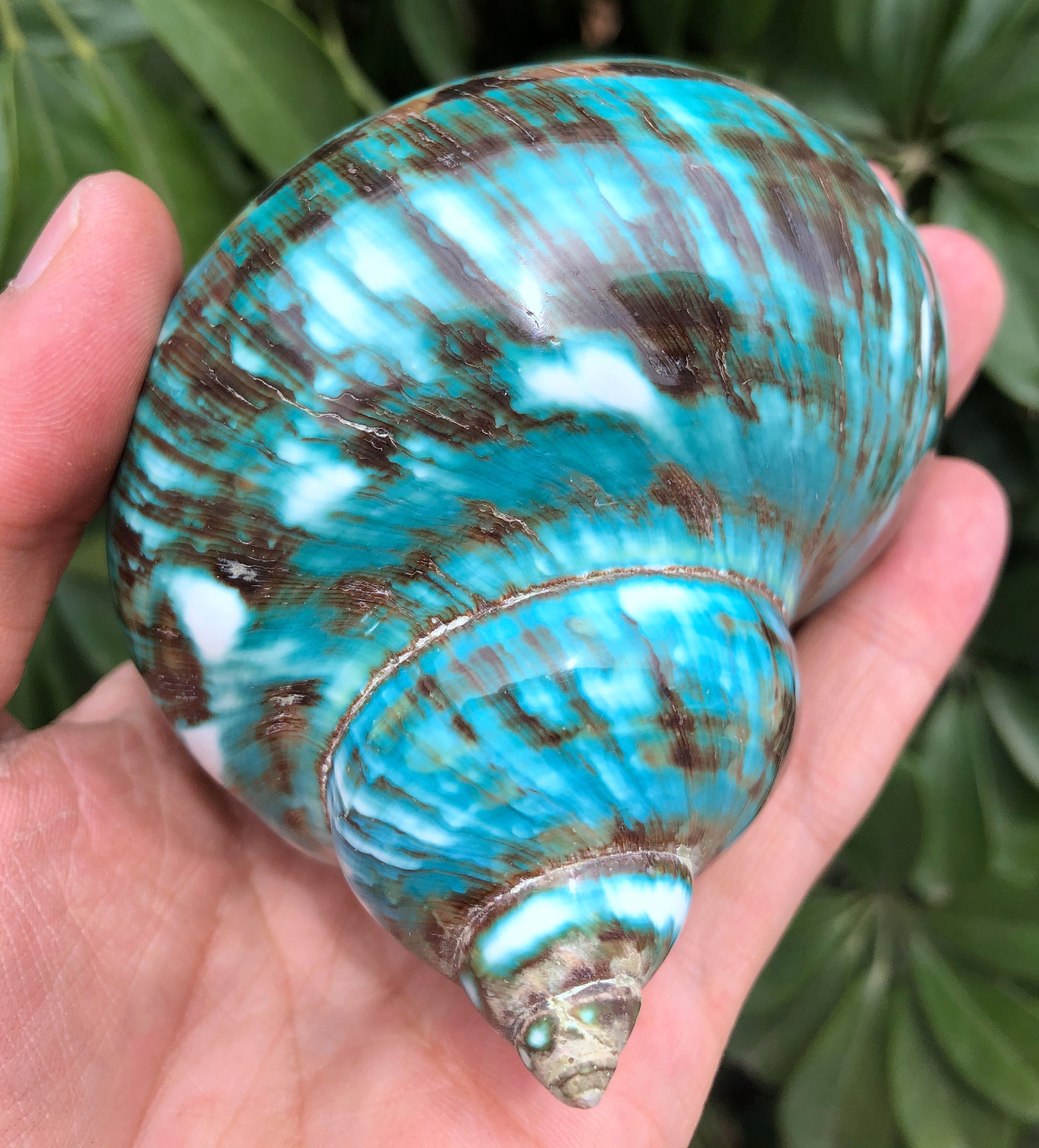 Natural Large Sea Snail Decoration/big Seashell Decor/sea - Etsy UK