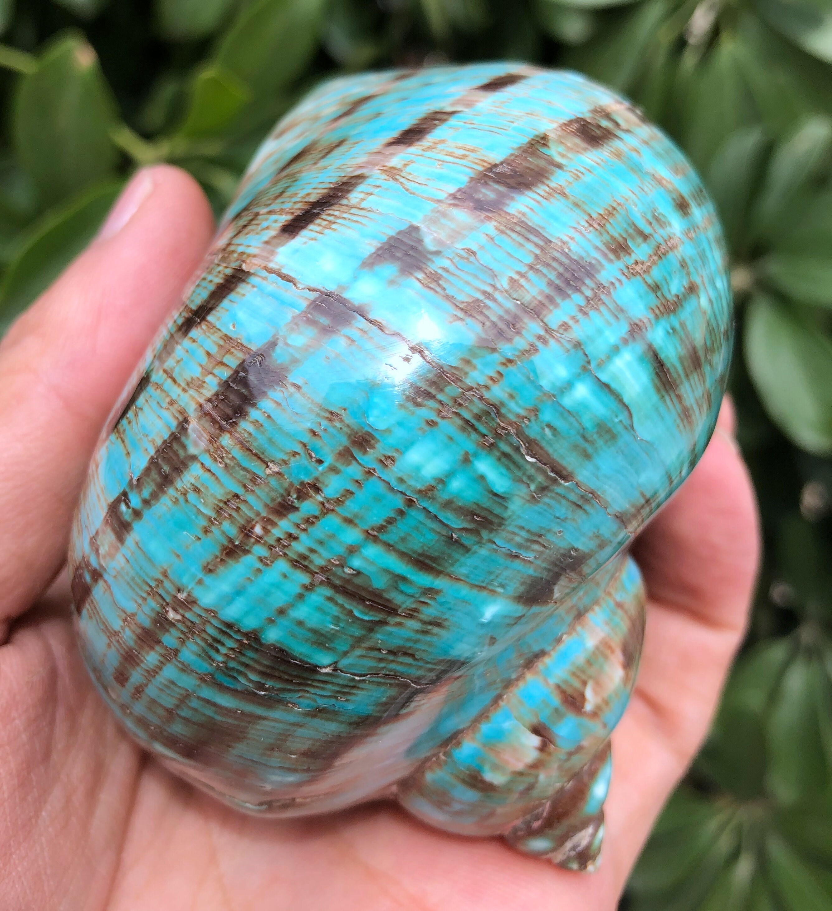 Natural Large Sea Snail Decoration/big Seashell Decor/sea - Etsy UK