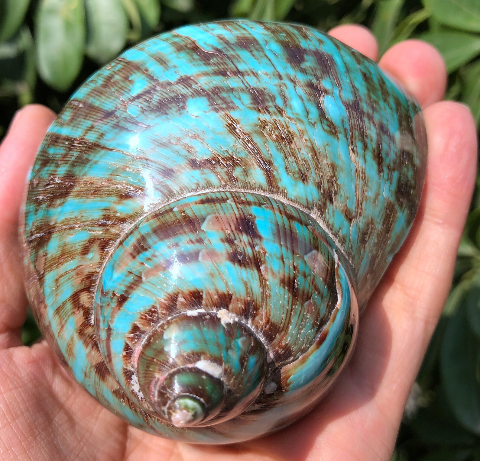 Natural Large Sea Snail Decoration/big Seashell Decor/sea - Etsy