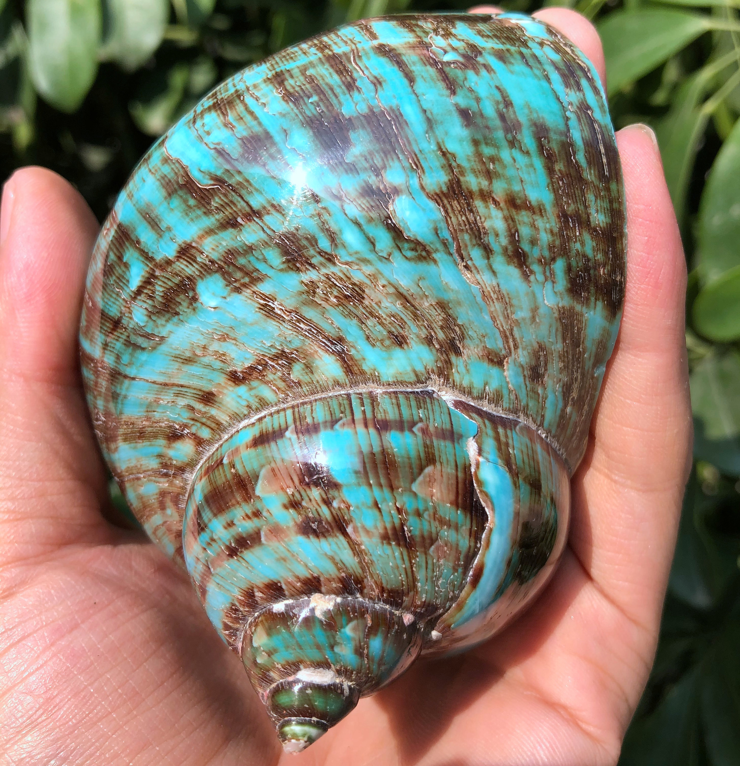 Natural Large Sea Snail Decoration/big Seashell Decor/sea Shell/snail ...