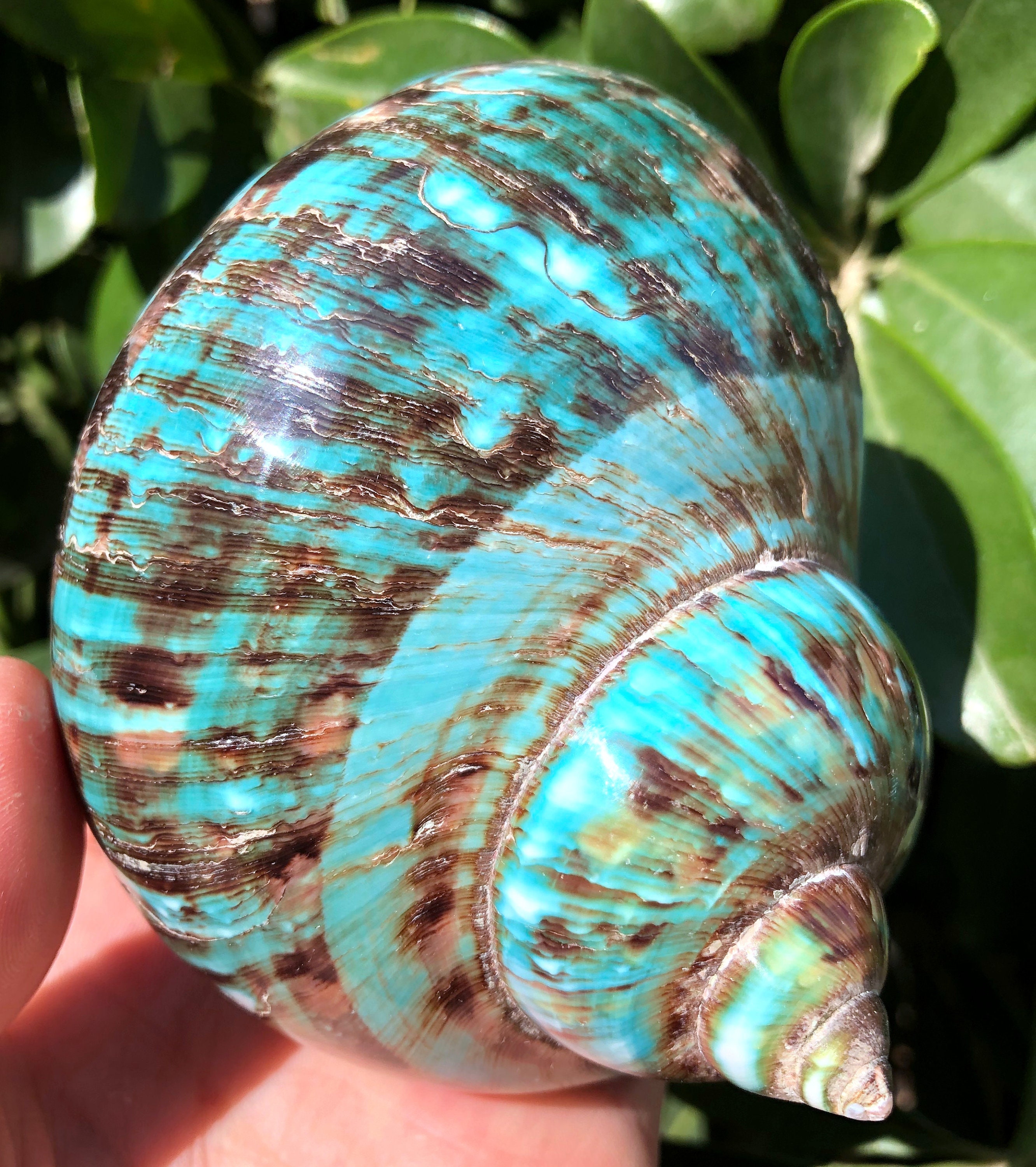 Natural Large Sea Snail Decoration/Big Seashell Decor/Sea | Etsy