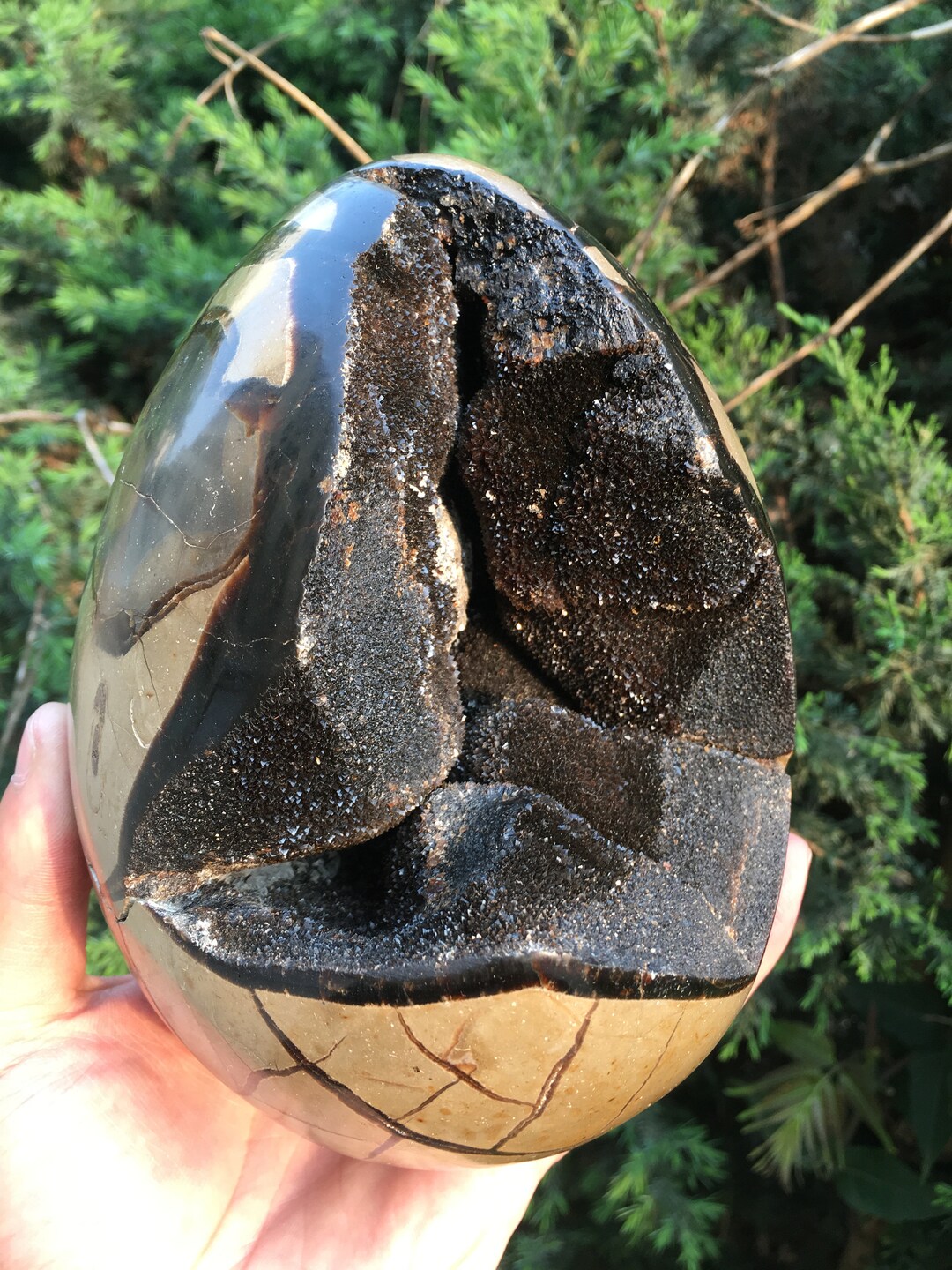 Dragon's Egg Septarian Nodule With Black Calcite Crystals/septarian ...